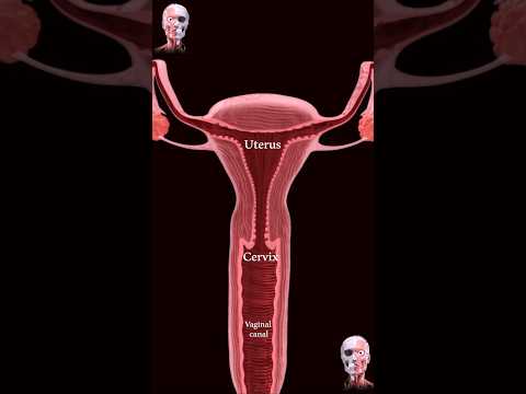 The female reproductive system uterus, fallopian tubes, and ovaries ♀️🐑