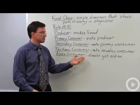 Food Chain