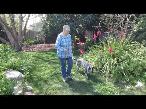 Leash Manners: Cues and the Circle Method
