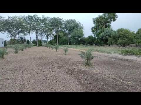 How to Grow and Care Date Palm Trees: Explained in Urdu/Hindi
