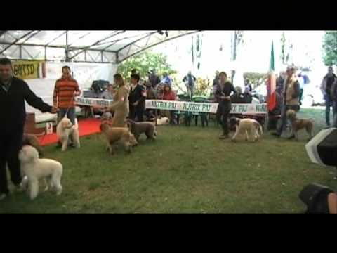 Raduno Club Italiano Lagotto 2007!