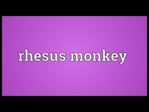 Rhesus monkey Meaning