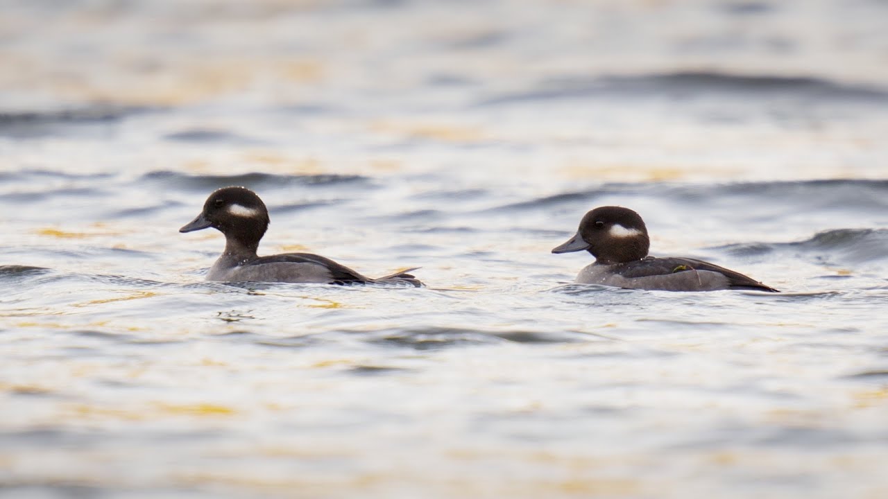 Bufflehead Ducks: Swimming and Diving for Food