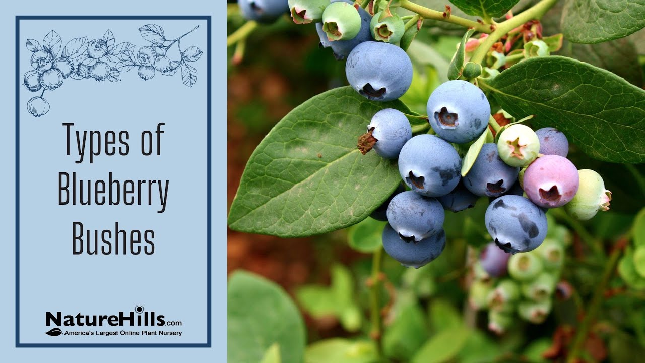 Which Blueberry Should I Plant? | NatureHills.com