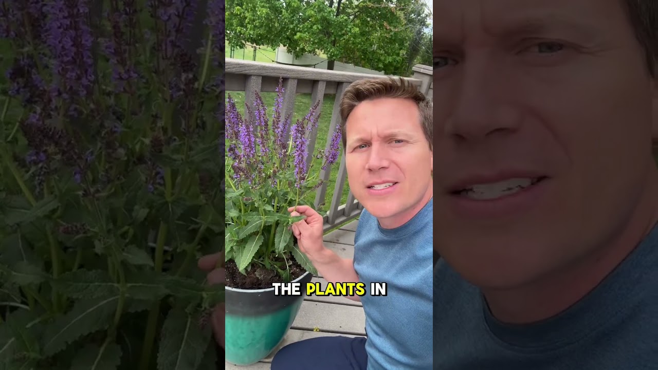 How to identify Salvia!