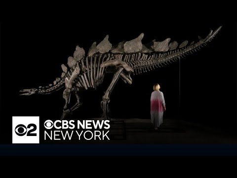 Stegosaurus skeleton going up for auction