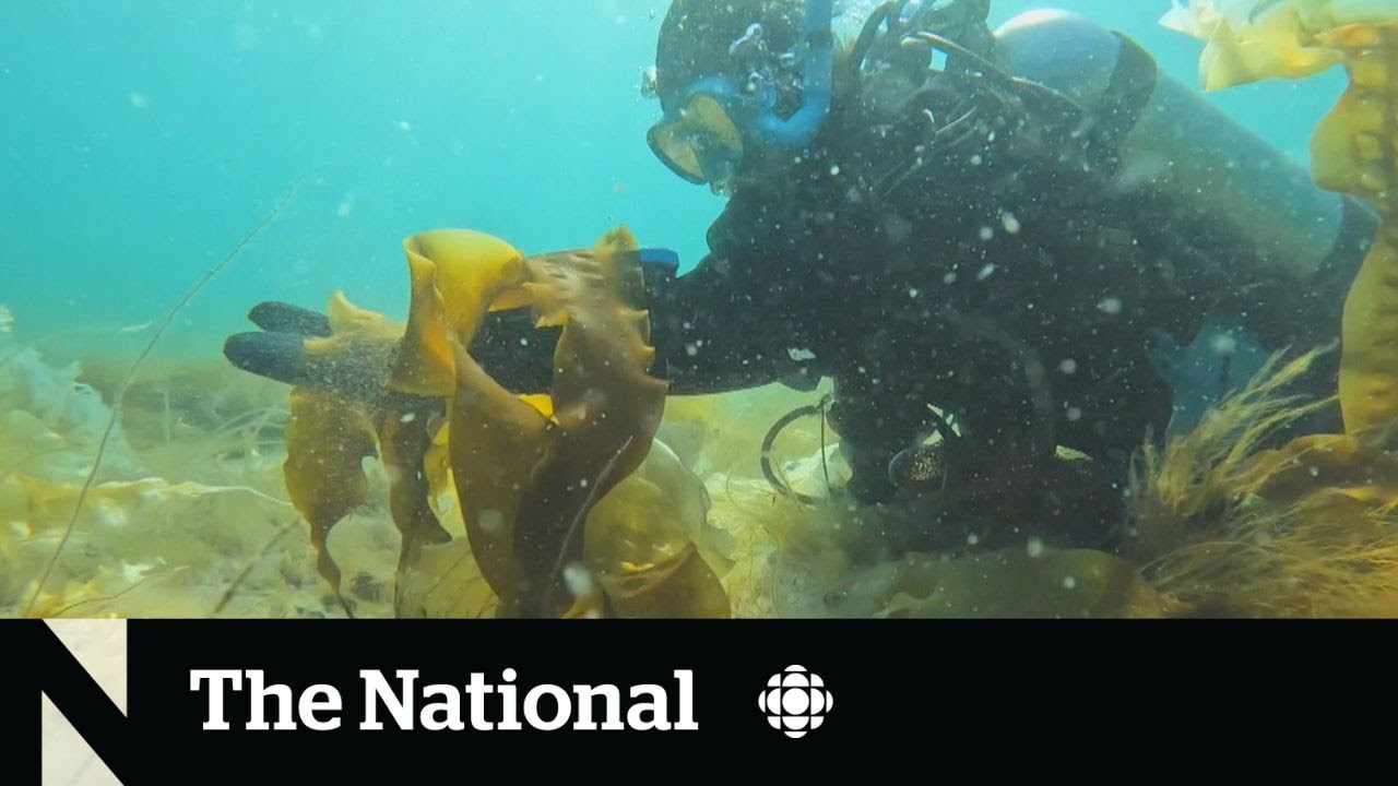 Arctic kelp helps scientists learn about climate change