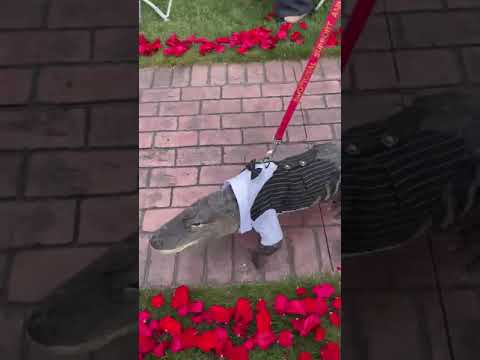 Wally the Alligator walks down the aisle
