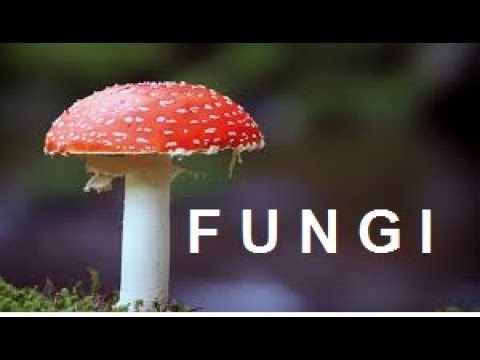 how to pronounce fungi in american english. Pronounce fungi correctly in English.