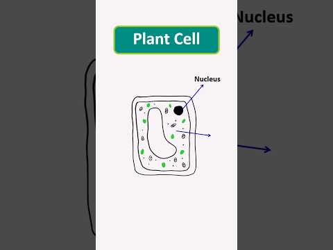 How to label a plant cell.
