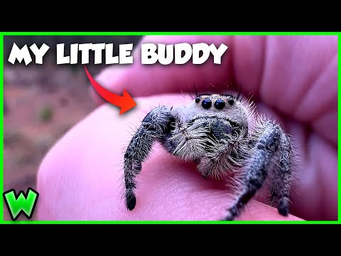 The Process of Making Friends with a Jumping Spider (ft. @JacksWorldofWildlife )