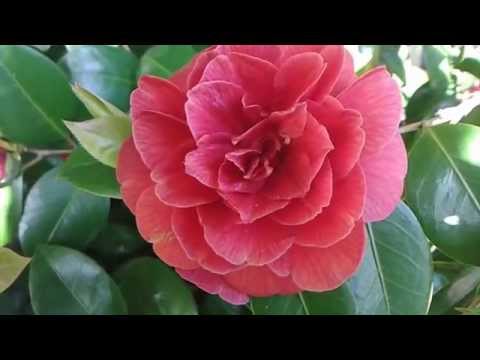 Free Video Background 26: Red Camellia