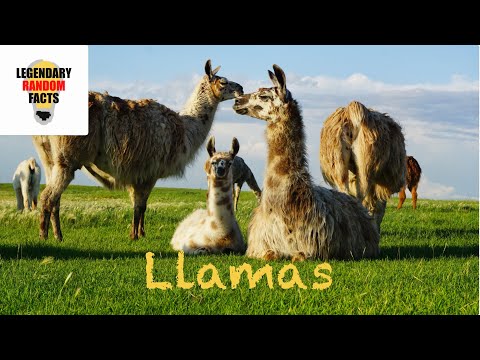 Legendary Random Facts about Llamas! (Full Video)