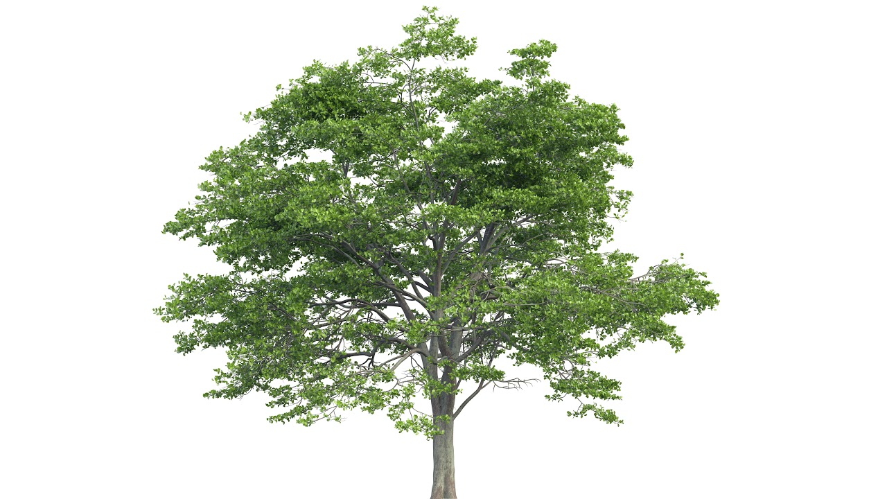 Big tree growth over time. 4KFull HD tree grow