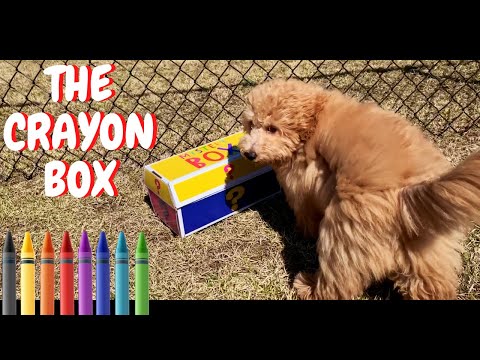 THE CRAYON BOX song *learning colors*