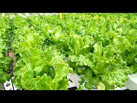 Jonction RZ Batavia Lettuce by Rijk Zwaan | Demo Crop Series | July 2021 | Greengold Farms