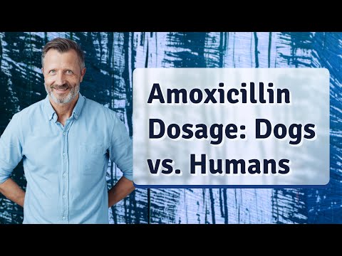 Amoxicillin Dosage: Dogs vs. Humans