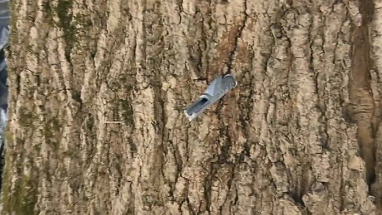 Maple Syrup Farming in Ohio