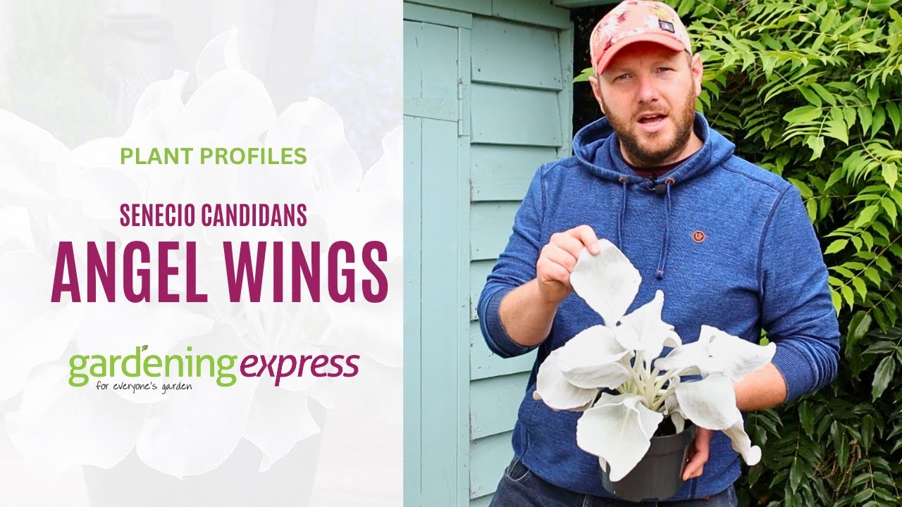 Plant Profile: Senecio candidans - Angel Wings