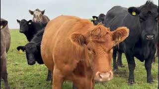 Cattle for Sale & Wanted | Border Livestock Exchange