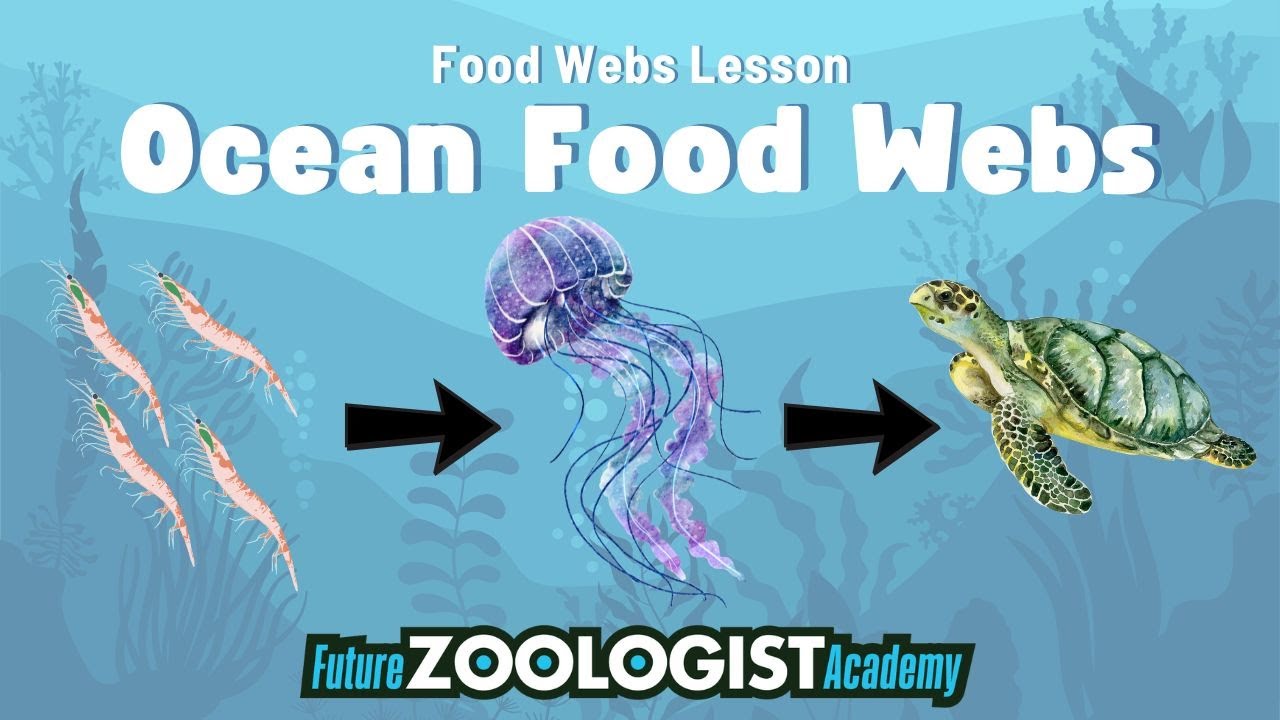 Ocean Food Webs | Ocean Food Web Examples