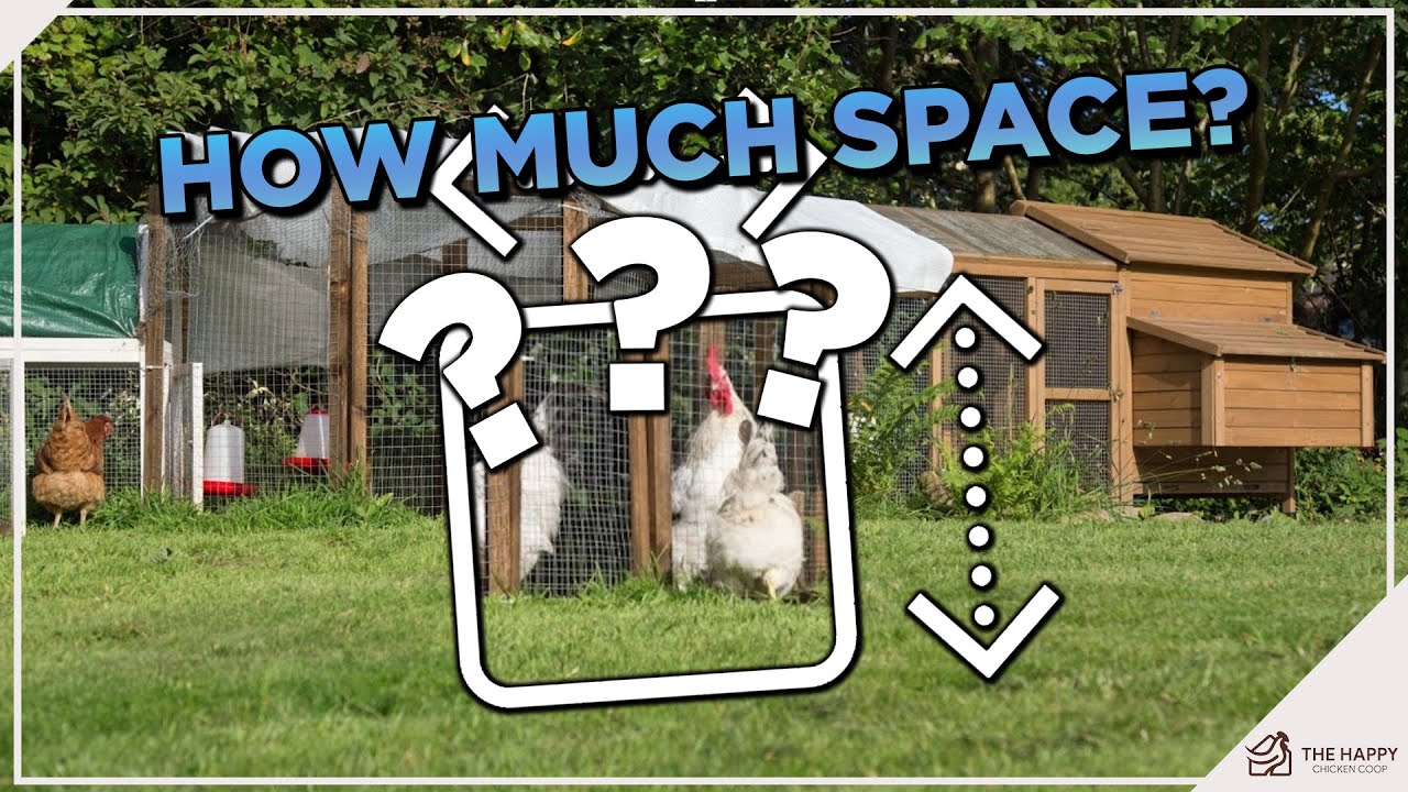 How Much Room Do Chickens Need?
