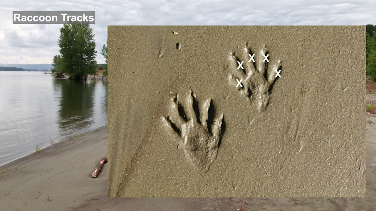 Raccoon Track Basics Tutorial