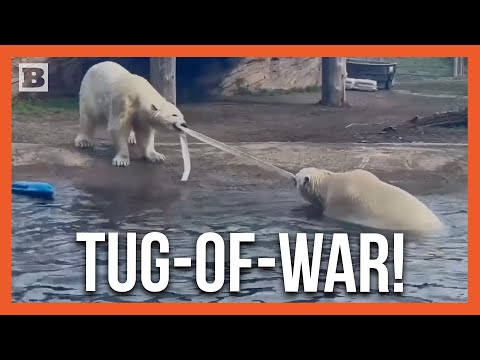 Polar Bear vs. Polar Bear -- Animals Compete in Tug-of-War Showdown