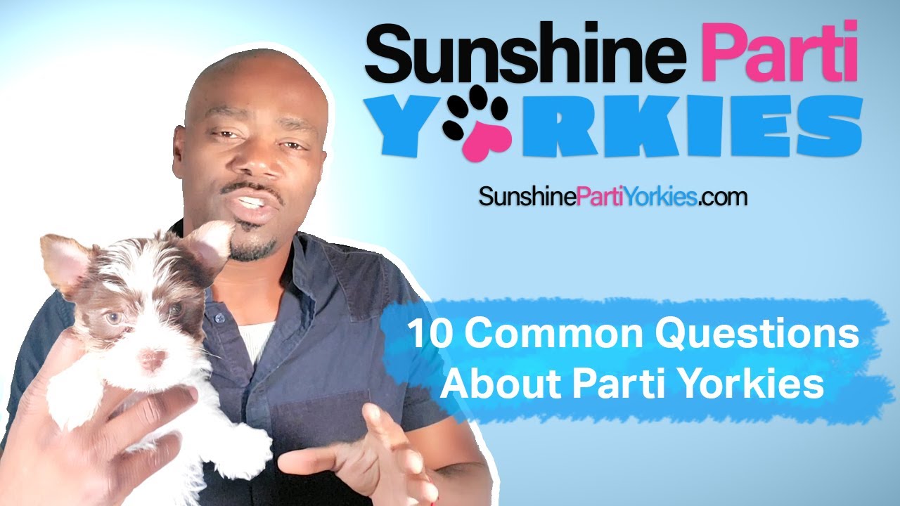 10 Common Questions About Parti Yorkies (Is Your Question Listed?)