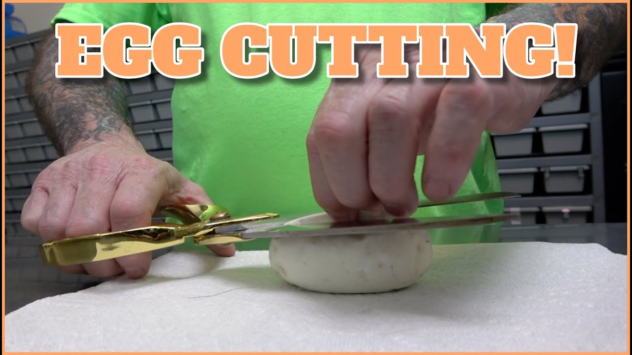 Super Asphalt Combos Ball Python Egg Cutting!
