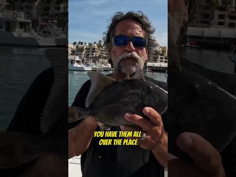 Did you know this about the Triggerfish? #shorts #fish