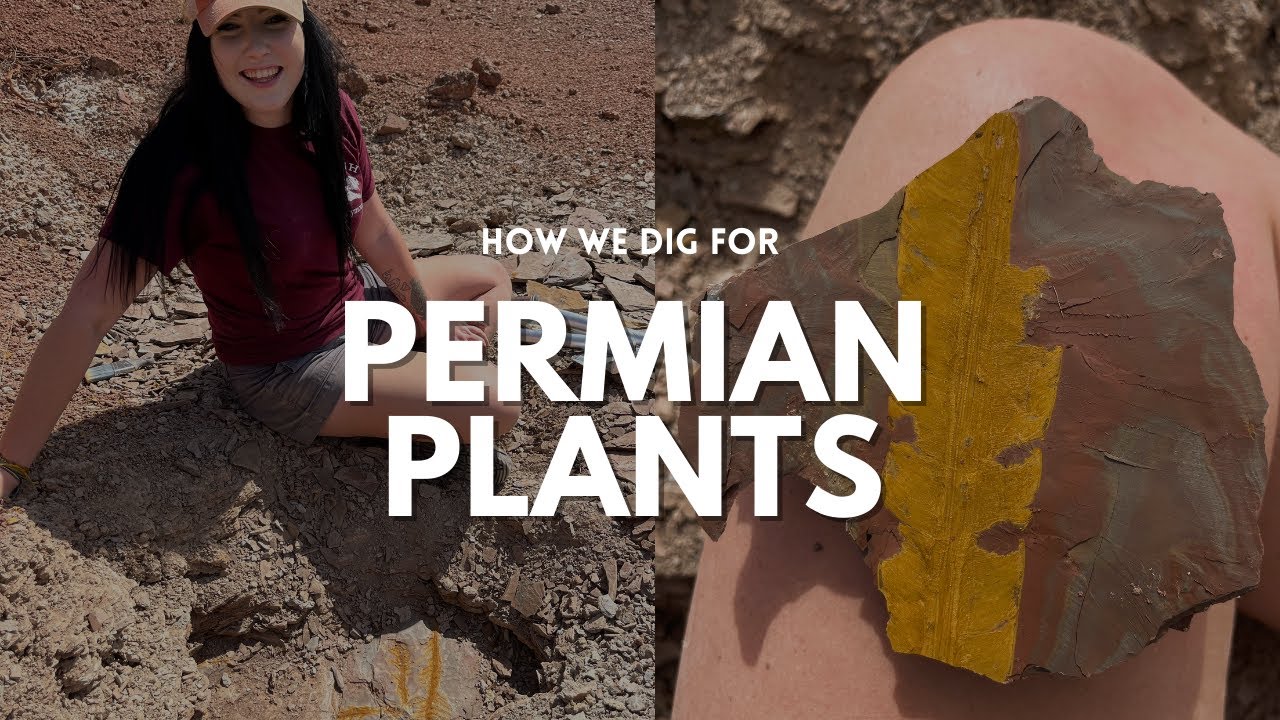How We Dig For Permian Plants
