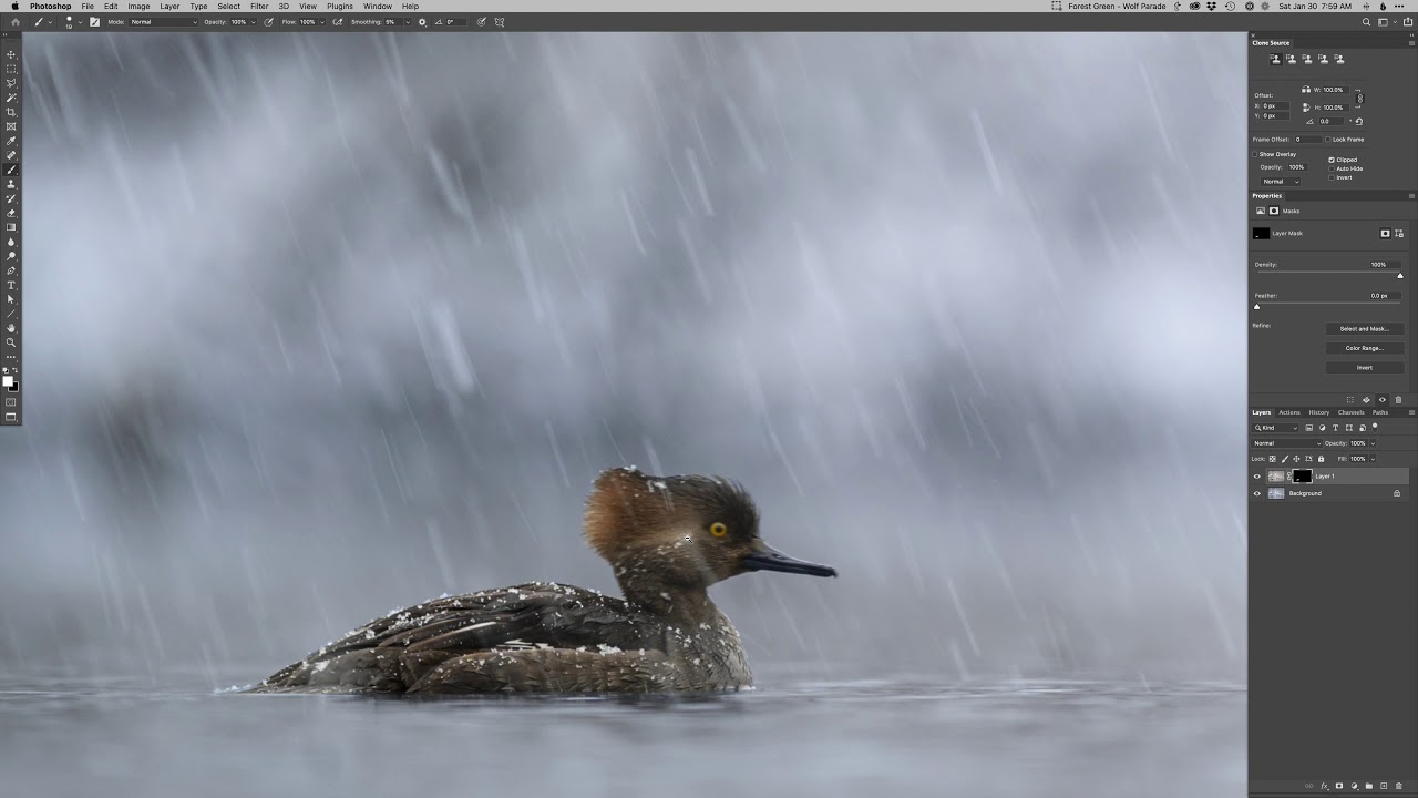 Realtime Edit - Hooded Merganser in the Snow