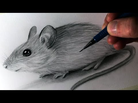 How to Draw a Mouse