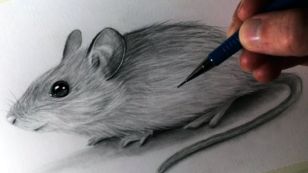 How to Draw a Mouse
