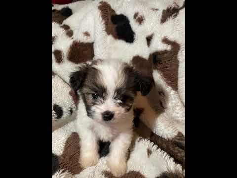 Maltipom puppies for sale #maltipom #puppies #pets #dogs #maltipoo