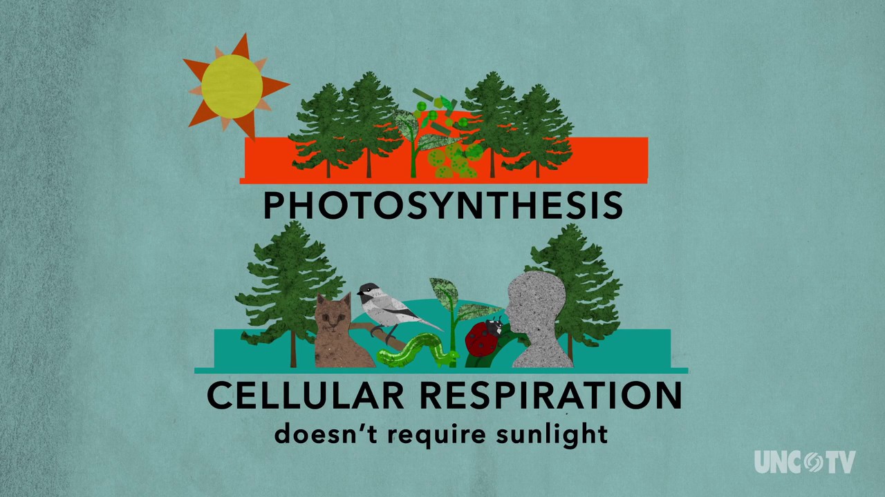 Plant Respiration | Sci NC