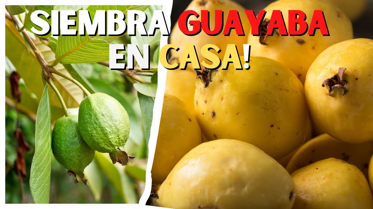 Como GERMINAR GUAYABA en CASA 🌱 Fácil y Rapido 🏆
