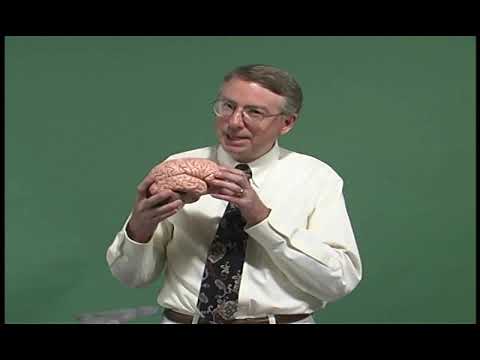 Mental Status Exam: Anatomy