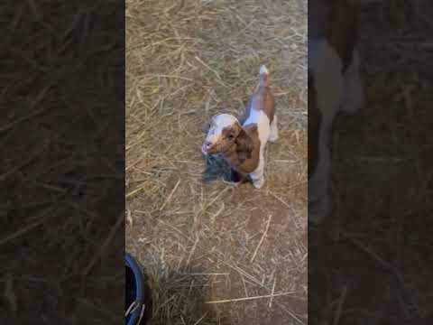 What should we name this baby goat? It’s a girl & she was rejected by her mom. #goats #goat #farming