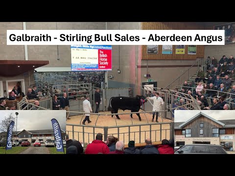 Galbraith Stirling Bull Sales United Auctions Aberdeen Angus Bulls February 2025