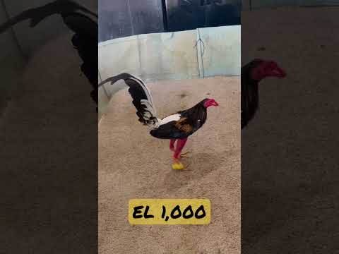 Gallo Calandro El 1,000 - Banca H. Andino de Puerto Rico 🇵🇷