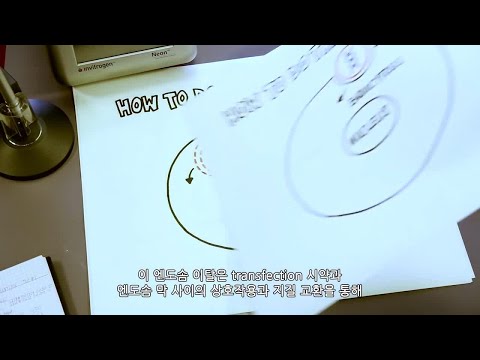 How To Do Transfection 한국어