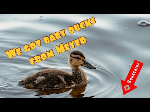 I got baby ducks from Meyer hatchery