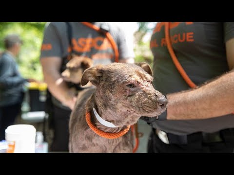 ASPCA shares way to identify and report animal cruelty