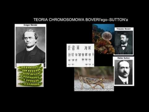 Teoria chromosomowa Boveri'ego i Sutton'a (film) | Khan Academy