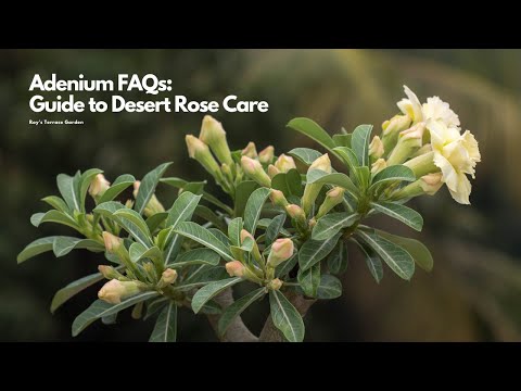 Adenium FAQs: Your Ultimate Guide to Desert Rose Care | Essential Care Tips
