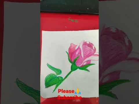 Can you tell what is the name of this flowerπ·
