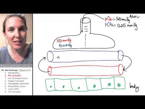 Gas exchange 2- Partial pressures O2 & CO2