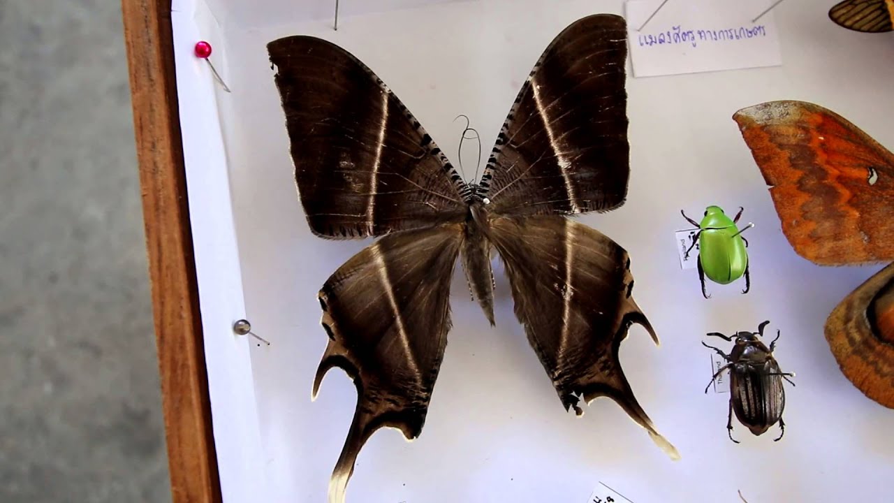 Insect Taxonomy - the future